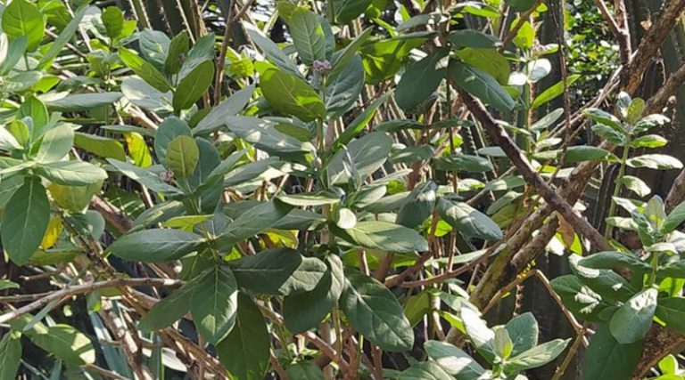 Widuri (Calotropis gigantea): 10 Hal yang Perlu Diketahui Masyarakat ...